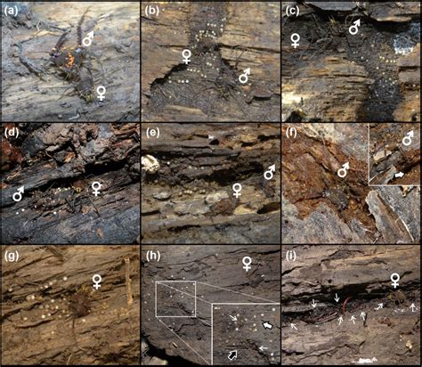 Reproductive Behavior Of D Prospicuus A Pair Resting Together On Download Scientific