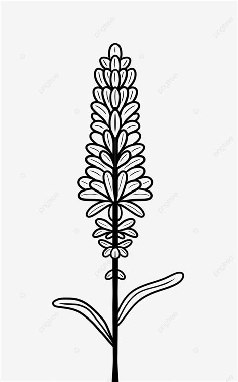 Doodle Line Art Lavender Flowers Drawing Lavender Flower Doodle Png