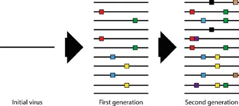 Generation Of Viral Quasispecies During Hcv Genome Replication The Download Scientific
