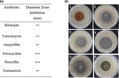 Isolation Of A Potential Probiotic Strain Bacillus Amyloliquefaciens