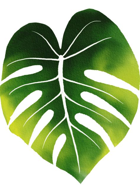 Tropical Leaves Watercolor Painted 11194421 PNG