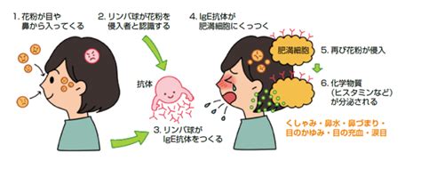 アレルギー検査について～ige抗体について～ 西川内科・呼吸器クリニック ブログ