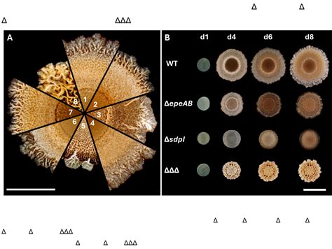 Bacillus Subtilis Morphology Under Microscope