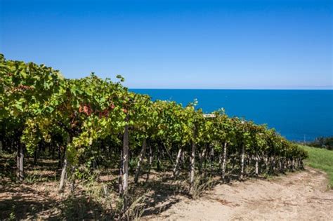 Labruzzo In Nomination Come Regione Vinicola Dellanno Per Wine