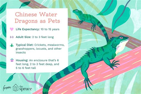 Full Grown Female Chinese Water Dragon