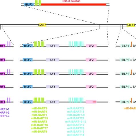 Construction Of A Reconstituted Wild Type Ebv Genome And Ebv Mutants Download Scientific