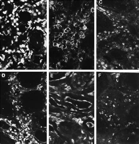 Representative Indirect Immunofluorescence Staining Of Costimulatory Download Scientific