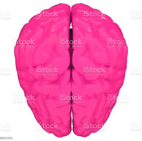 분홍색 인간의 뇌는 흰색 배경에 고립 3d 일러스트레이션 개념에 대한 스톡 사진 및 기타 이미지 개념 건강 진단 건강