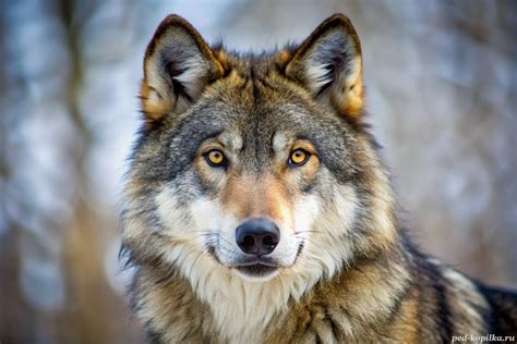 Волк Фото для детей ЗАГАДКА На овчарку он похож Что ни зуб то острый нож Он бежит