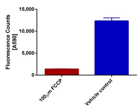 Jc 1 Mitochondrial Membrane Potential Assay Kit Ab288313 Abcam