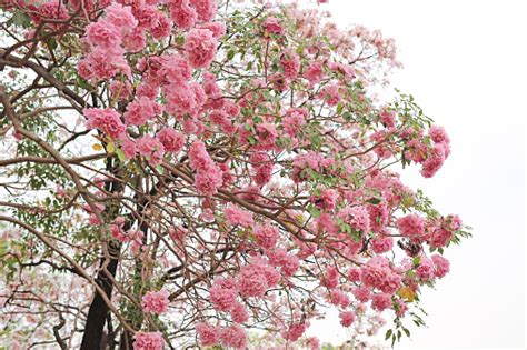 아름 다운 Tabebuia 꽃 또는 봄 시즌에 피는 트럼펫 나무 공원에서 분홍색 꽃입니다 0명에 대한 스톡 사진 및 기타 이미지