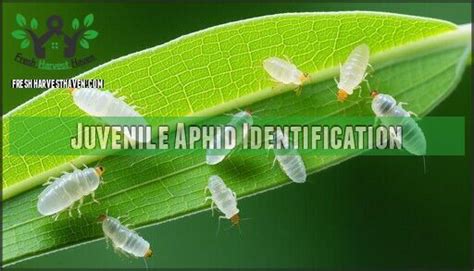Controlling Aphids On Indoor Plants Proven Methods That Work