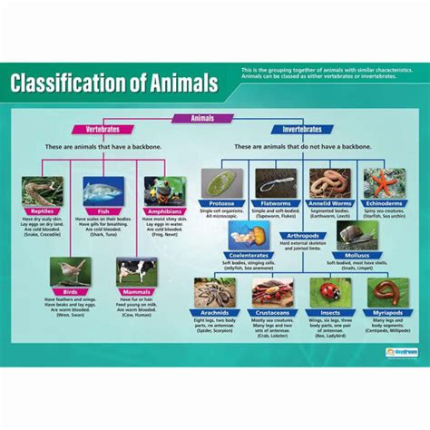 Poster Our Animal World Animal Classification Each Stachem