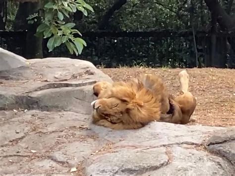 La tigresa y los leones rescatados hace un año de un santuario en el