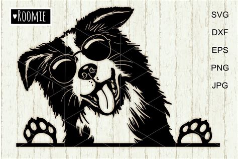 Cute Border Collie With Sunglasses Graphic By Roomie · Creative Fabrica