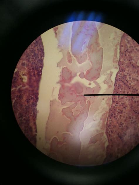 Close Up Mammal Hypophysis Pituitary Gland Slide