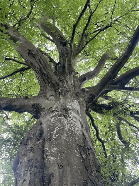 Js Tree Services On Linkedin The Other Week We Had The Privilege Of