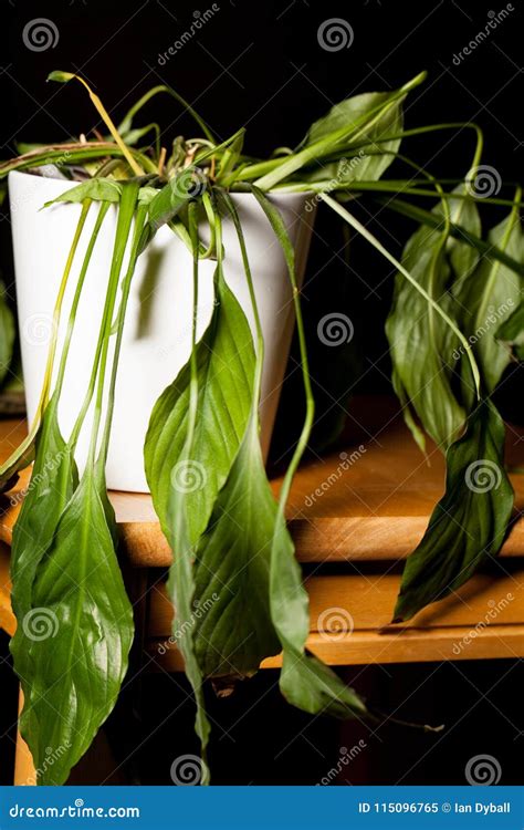 Close Up Of Dying Dehydrated Peace Lilly House Plant In Pot Stock Image