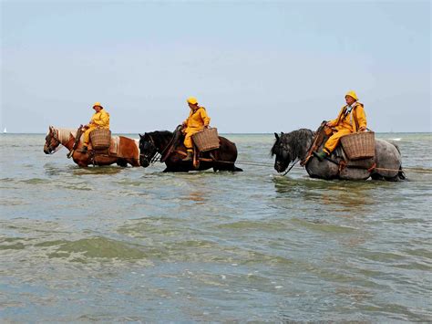 In Belgio I Gamberetti Si Pescano A Cavallo InNaturale