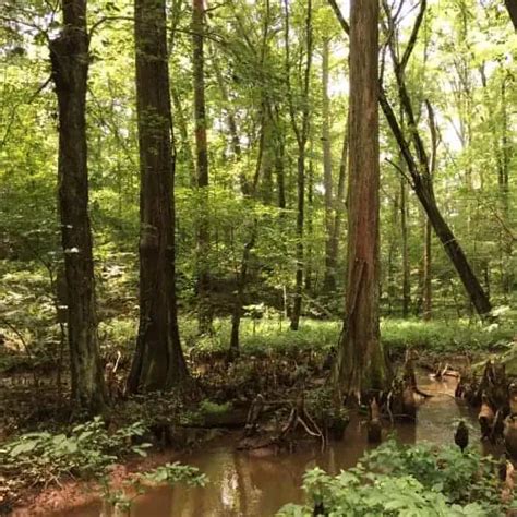 Water Loving Trees Trees That Soak Up Water Pond Informer