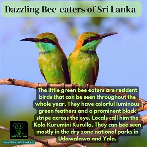 The Green Bee Eater Aka කොළ කුරුමිණි Safari In Sri Lanka