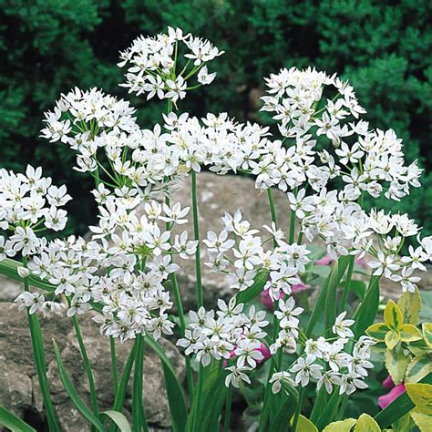 Buy Allium Neapolitanum Bulbs J Parker Dutch Bulbs