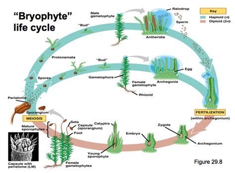 Phylum Bryophyta Diagram