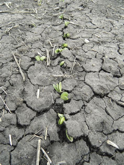 Trifoliate Stage Best For Rolling Soybeans After Emergence Manitoba
