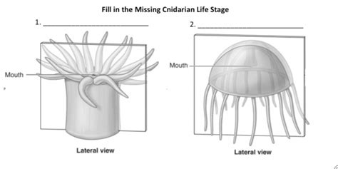 Marine Bio Labeling Exam 2 Diagram Quizlet