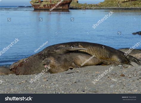 Elephant Seals Have Sex Stock Photo Shutterstock