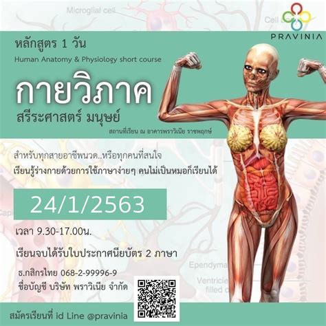 Anatomy กายวิภาค สรีระศาสตร์ มนุษย์ ไขความลับร่างกายตัวเอง ใช้ภาษาง่ายๆ ที่คุยรู้เรื่อง ไม่