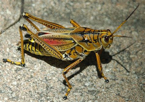 Real Monstrosities Lubber Grasshopper