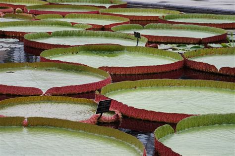 367 Best Lily Pad Images On Pholder Nature Is Fucking Lit