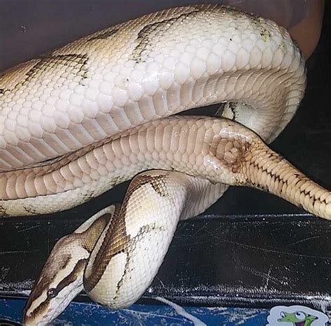 Friend S Ball Python Not Eating After Laying Ball Pythons
