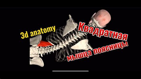 Квадратная мышца поясницы 3d Anatomy Muscle Motion Youtube