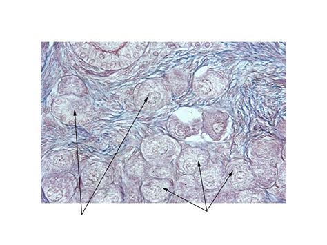 Cat Ovary Diagram Quizlet