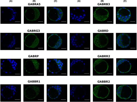 Expression Of Gaba Receptor Proteins In Mouse Blastocysts Gaba