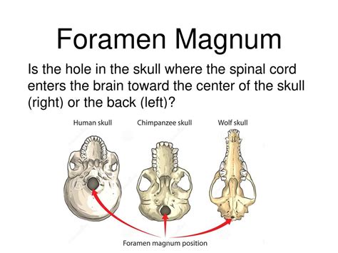 Human Evolution Ppt Download