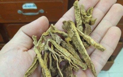 Củ Bình Vôi Tác Dụng Và 7 Bài Thuốc Trị Bệnh Hay Từ Dược Liệu