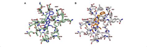 Putative Binding Pose Of 15d A 1 Selective And 20h A Download Scientific Diagram