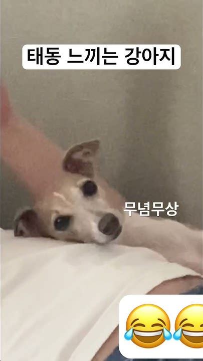 태동 느끼는 강아지 Feat 퉁퉁이 남편배 브이로그 Youtube