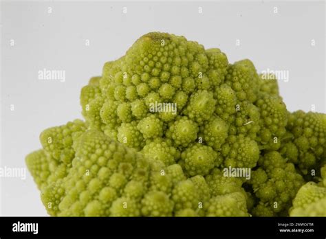 A Biological Example Of Fibonacci Spirals And Fractals In Nature Using