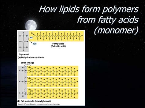Ppt Biochemical Macromolecules Powerpoint Presentation Free Download