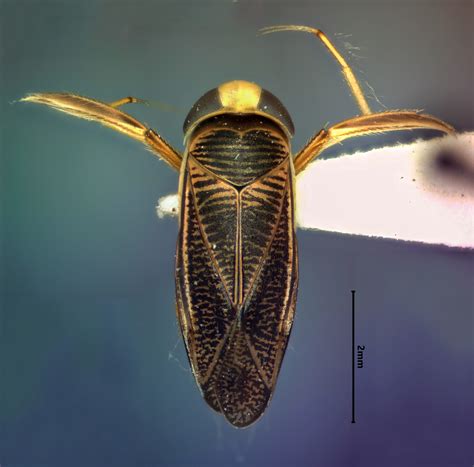 Bugs Matt Fossens Entomology Photography