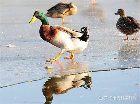 大冬天的鸭子们光着脚为啥不冻脚呢？科普鸭子脚掌的神奇之处