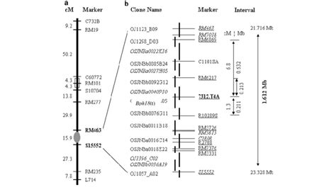 A Linkage Map Skeleton Of Rice Chromosome 12 Showing Ten Polymorphic
