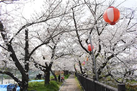 桜満開！砂子水路で田舟が運行されました／門真市
