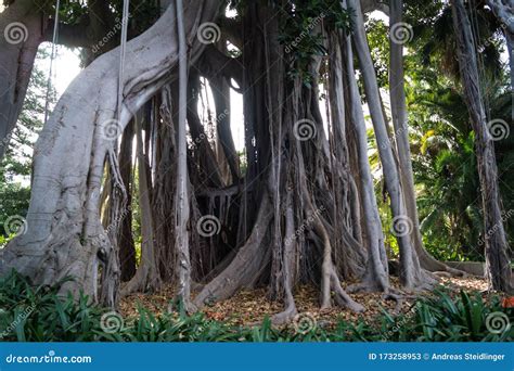 Ficus Macrophylla Columnaris Stock Image Image Of Buttress