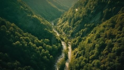 Page 11 Top Down Forest Images Free Download On Freepik