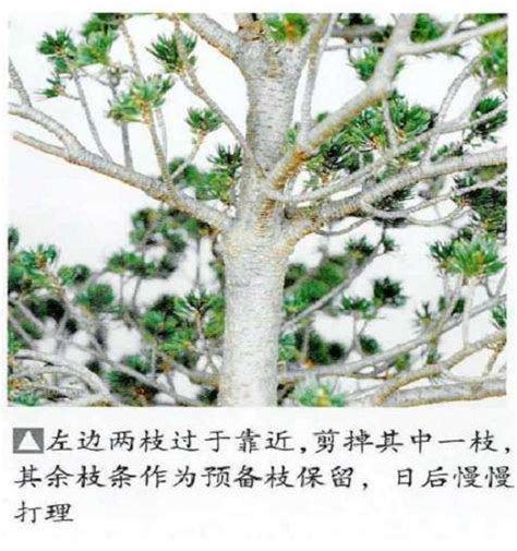 Penjing